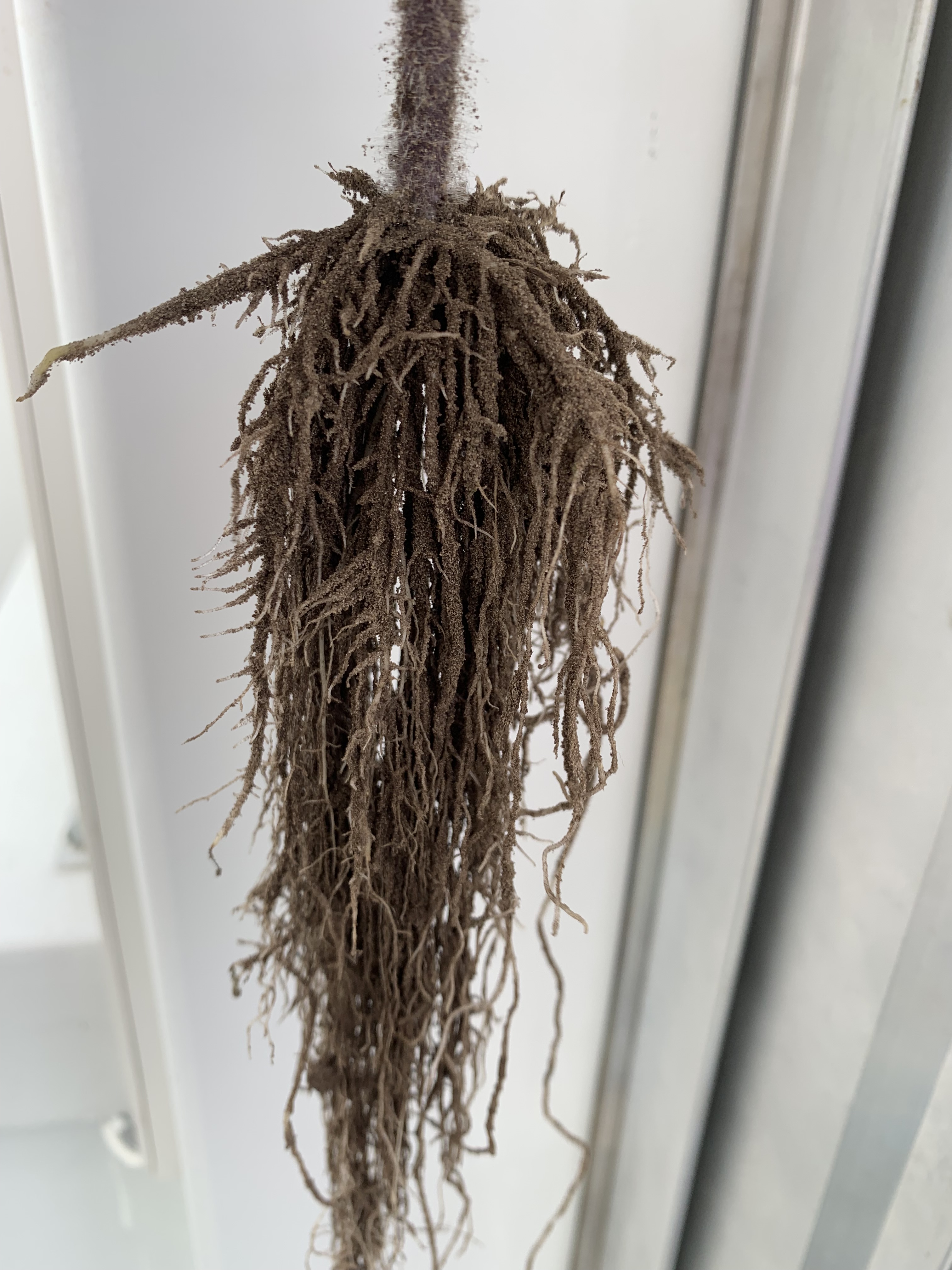 Research – Stress resilience in Crops